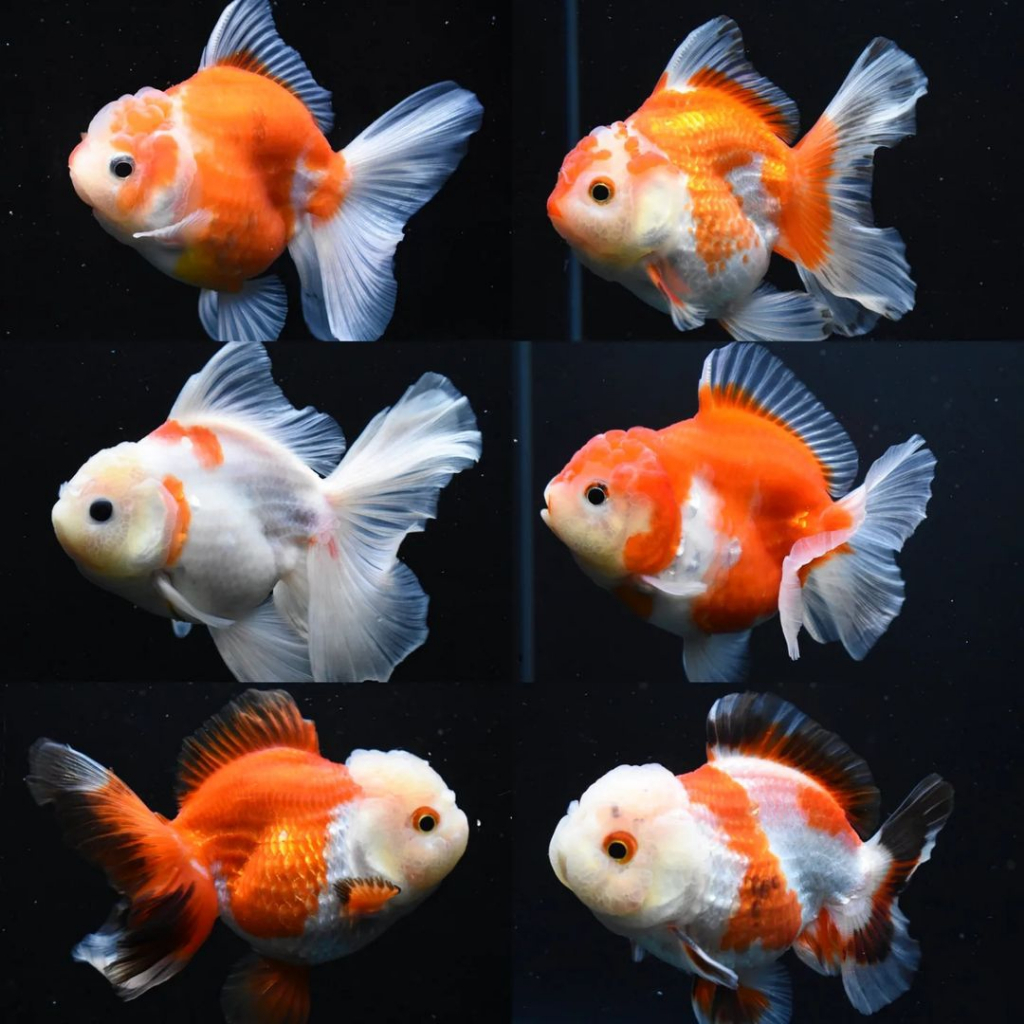 Jual ikan mas koki oranda kecil 4 - 5 cm warna rendom | Shopee Indonesia