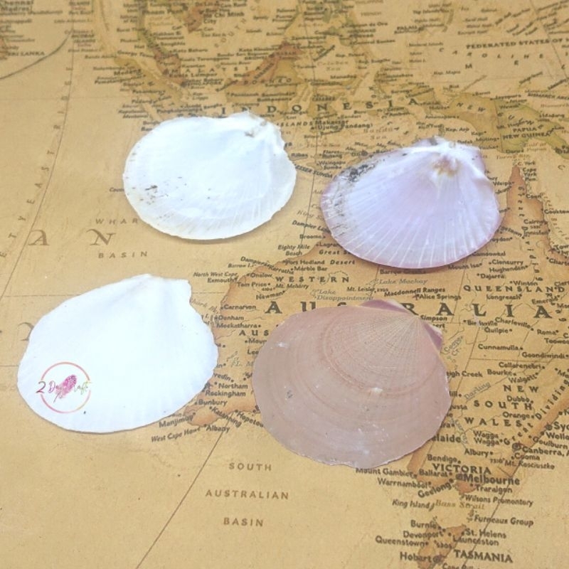 Jual Kulit Kerang Simping India - Cangkang Kerang Putih Besar | Shopee ...