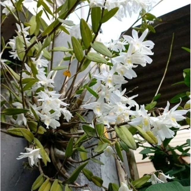 Jual Anggrek merpati sudah dewasa siap berbunga | Shopee Indonesia