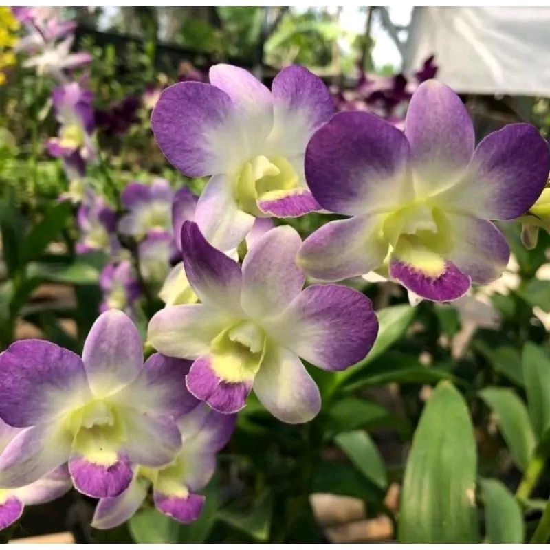 Jual Anggrek Dendrobium Arindang Blue Angel Sudah Spike Kenop | Shopee ...