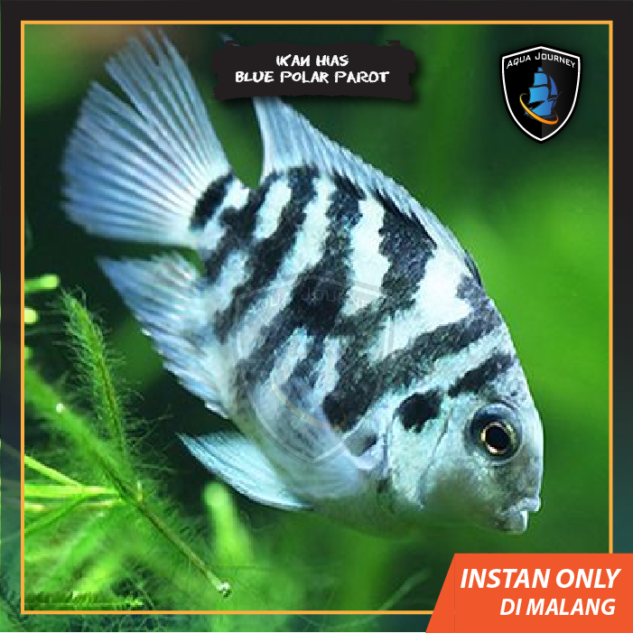 Jual Ikan Hias Blue Polar Parot Chiclid Biru Parrot | Shopee Indonesia