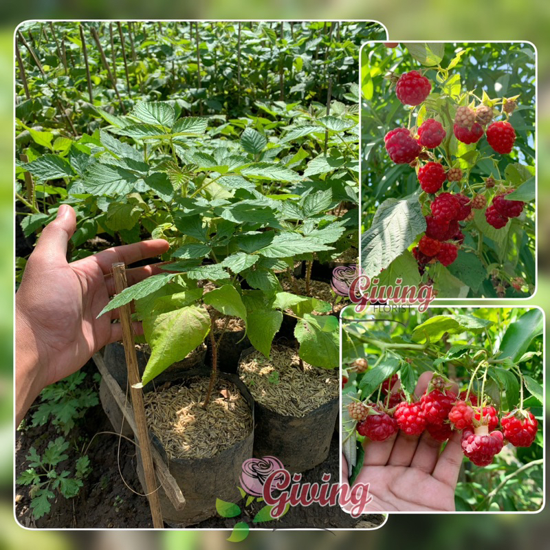 Jual Tanaman Buah Bibit Rasberi Raspberry Import Jenis Polka Ukuran ...