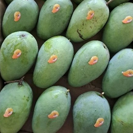 Jual Mangga Harumanis / Mangga Alpukat / Mangga Harum Manis | Shopee ...