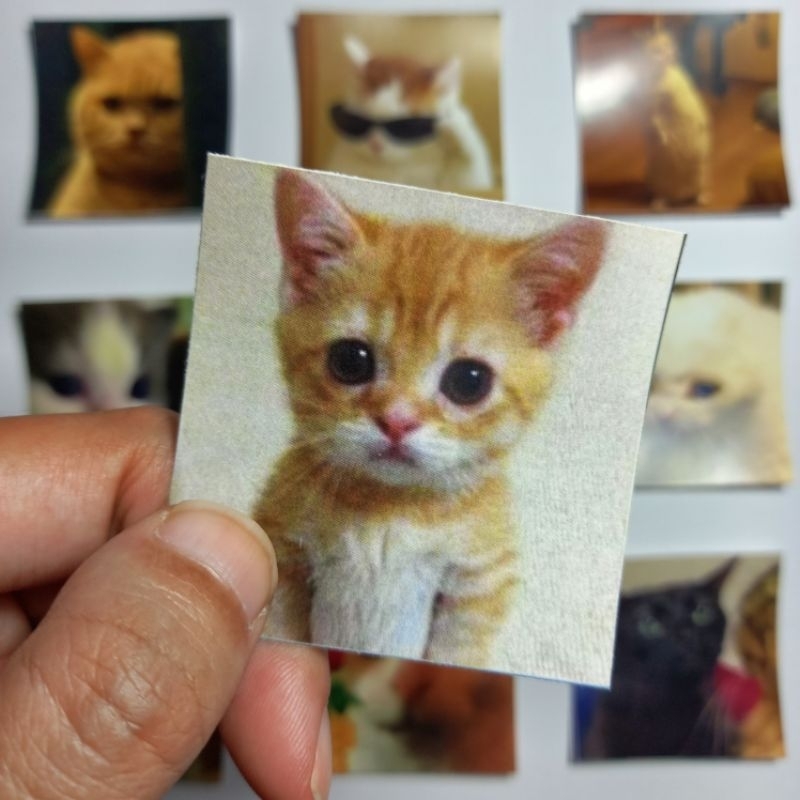 Jual Stiker Meme Kucing | Shopee Indonesia