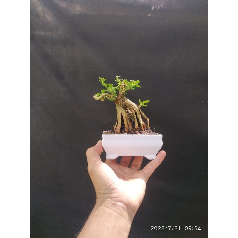 Jual Bahan bonsai mame dan shito sancang | Shopee Indonesia Jual Bahan bonsai mame dan shito sancang | Shopee Indonesia