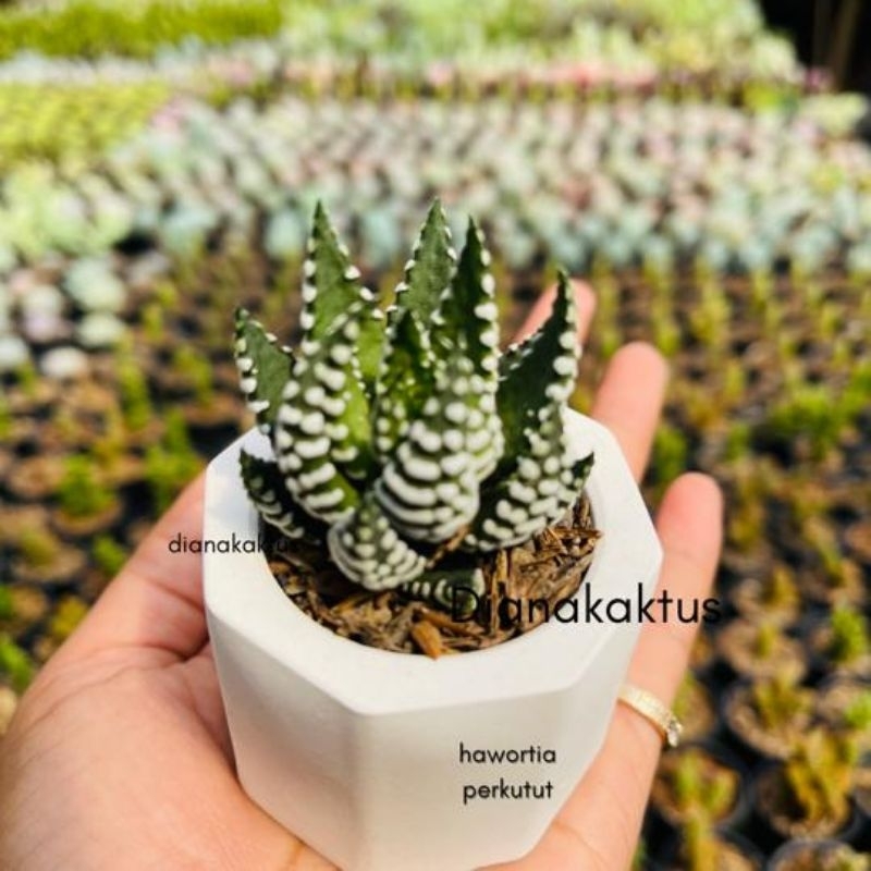 Jual kaktus sukulen mini(hidup) fullset-include tanaman,pot semen,tanah ...