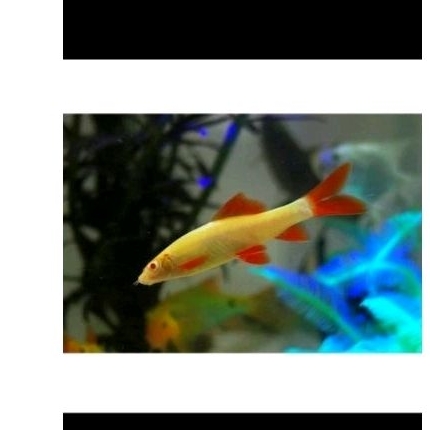 Jual ikan redfin albino pemakan lumut dan alga | Shopee Indonesia