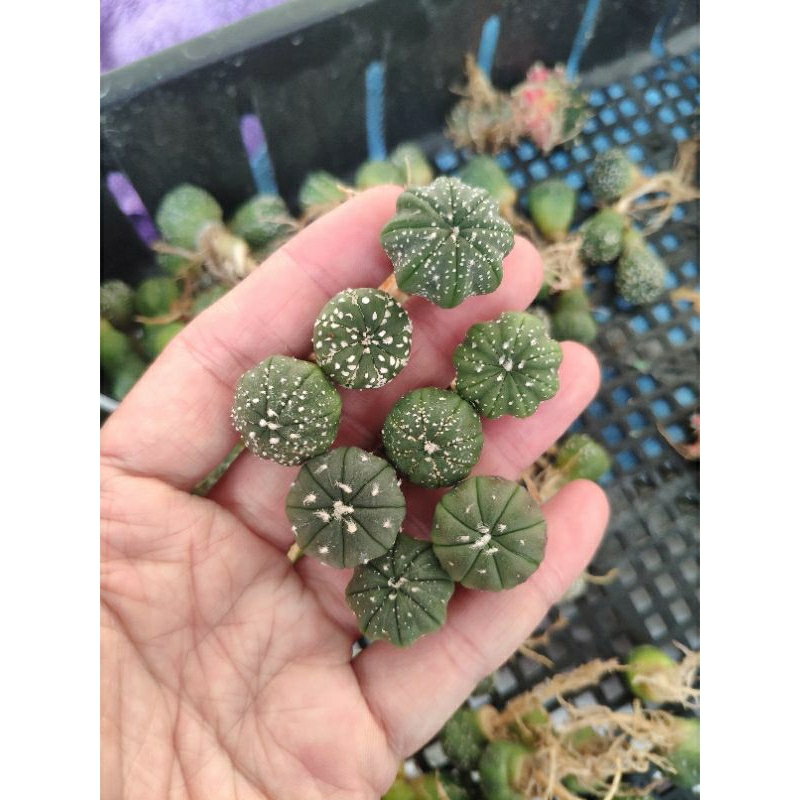 Jual PROMO Grosir baby astro | Shopee Indonesia