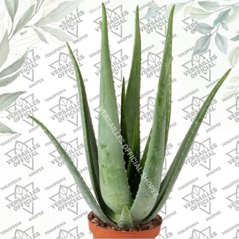 Jual Lidah Buaya Tanaman Aloe Vera Asli Jenis Jumbo / Besar Bunga Hias ...