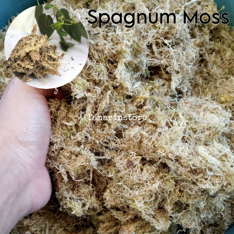 Jual Spagnum Moss Putih Media Tanam Angrek Platycerium Dan Tanaman Hias ...