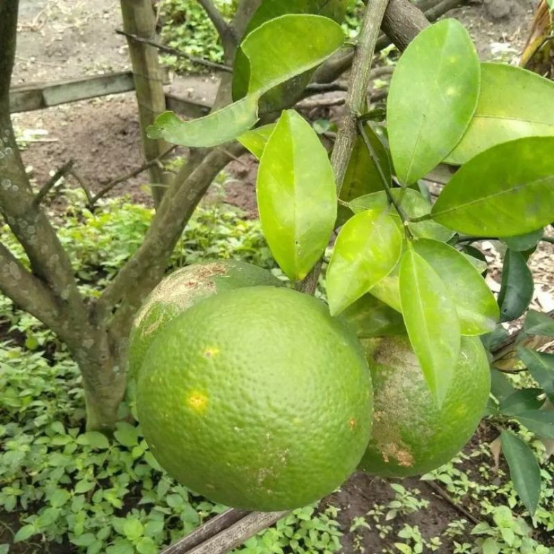 Jual BUAH JERUK GARUT SEGAR PER 1 KG | Shopee Indonesia