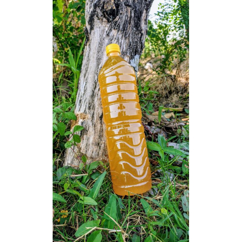 Jual minuman fermentasi gedang klutuk | Shopee Indonesia