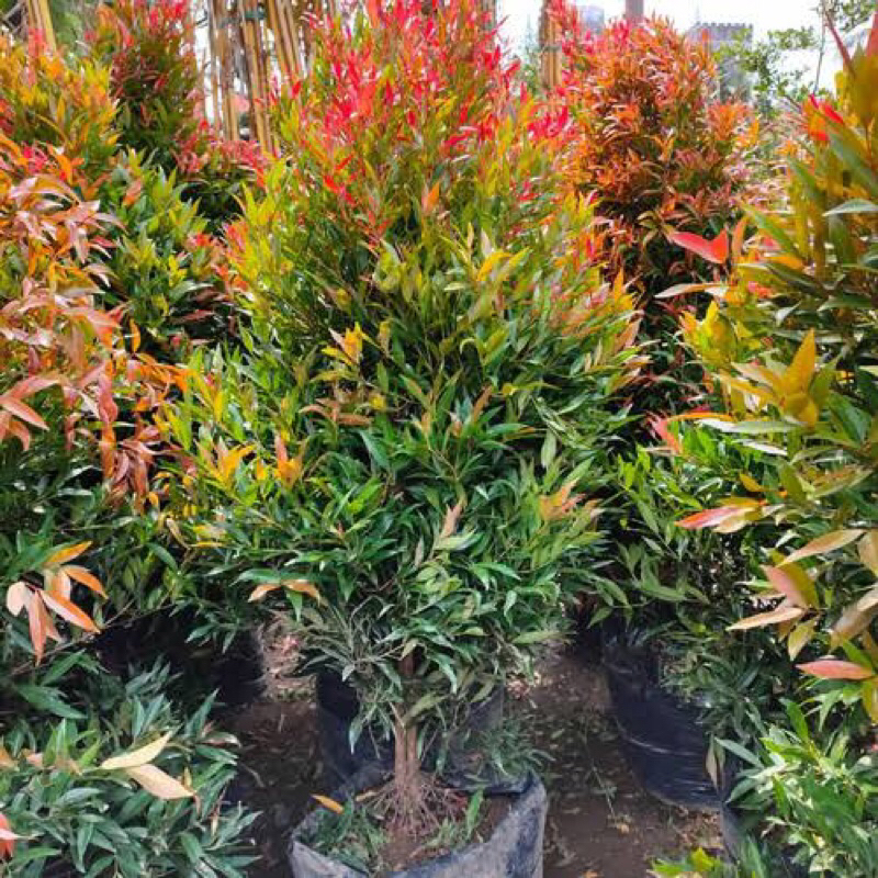 Jual PAKET 12 POHON PUCUK MERAH SUPER RIMBUN | Shopee Indonesia