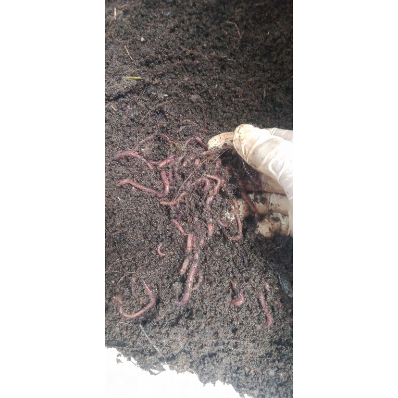 Jual cacing ANC / cacing merah hidup kemasan 30g. | Shopee Indonesia