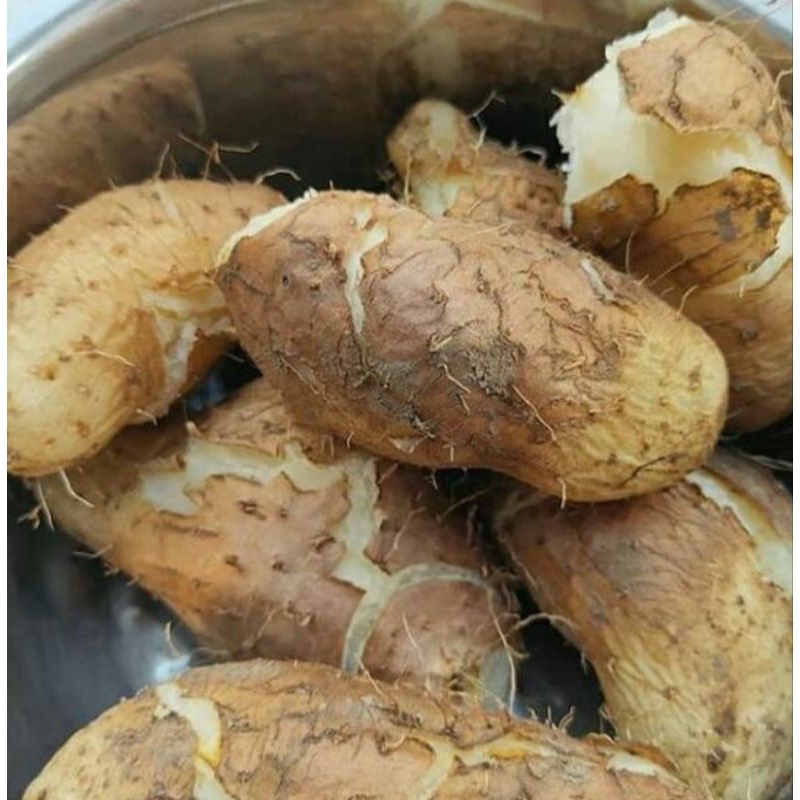 Jual Ubi gembili / mbili / ubi /mbili fresh mentah 1 kg | Shopee Indonesia