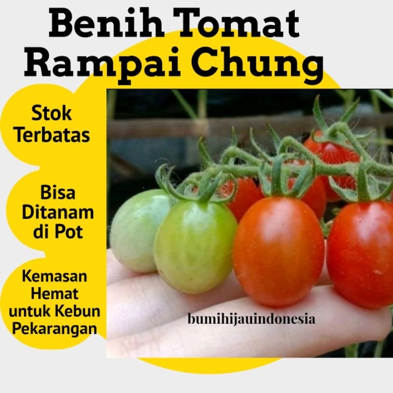 Jual Benih Tomat Rampai Chung Dataran Rendah | Shopee Indonesia