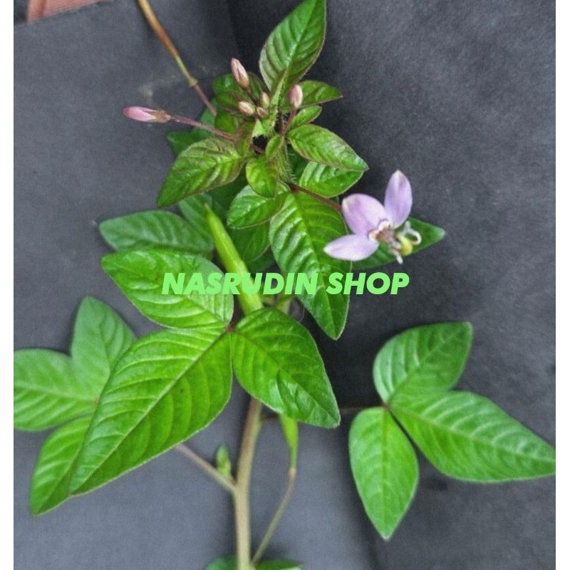 Jual DAUN MAMAN LANANG SEGAR LANGSUNG PETIK / DAUN MAMAN UNGU | Shopee ...