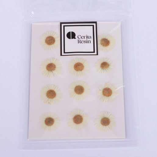 Jual CERITA RESIN - Bunga Kering Needle Chrysanthemum for Resin Art 12 ...