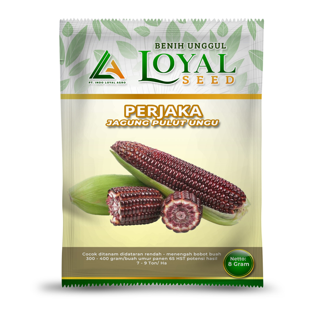 Jual BENIH JAGUNG PULUT UNGU PERJAKA / BIBIT JAGUNG PULUT UNGU PERJAKA ...