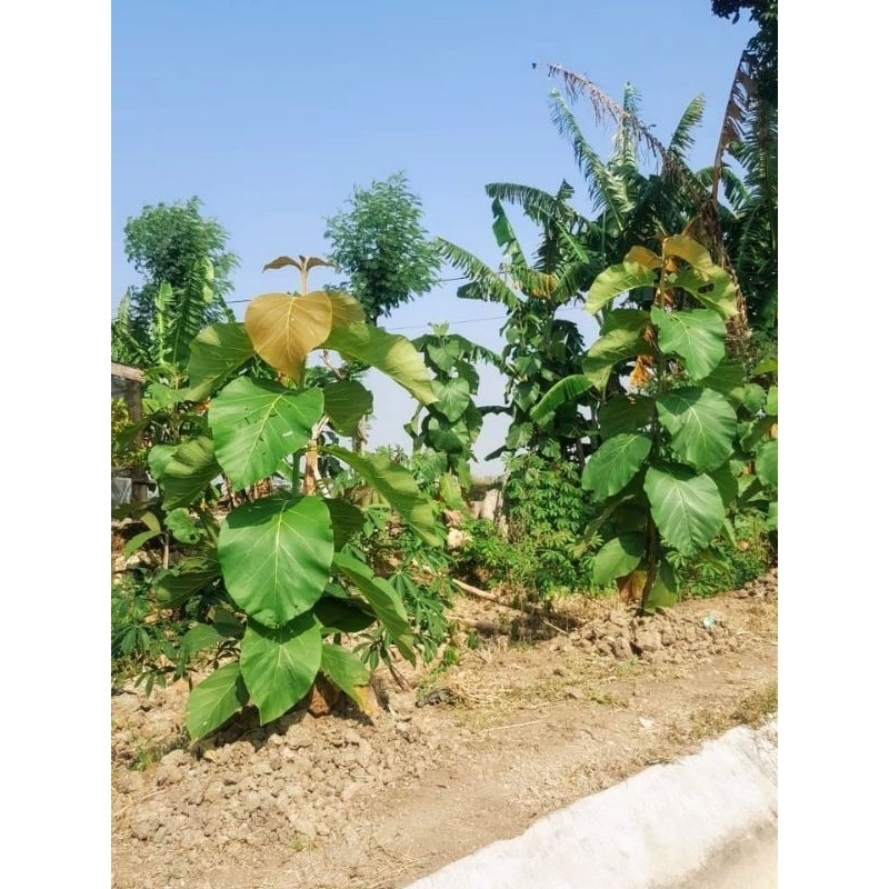 Jual Bibit Jati Unggul Plus - Batang Lurus & Daun Lebar | Shopee Indonesia