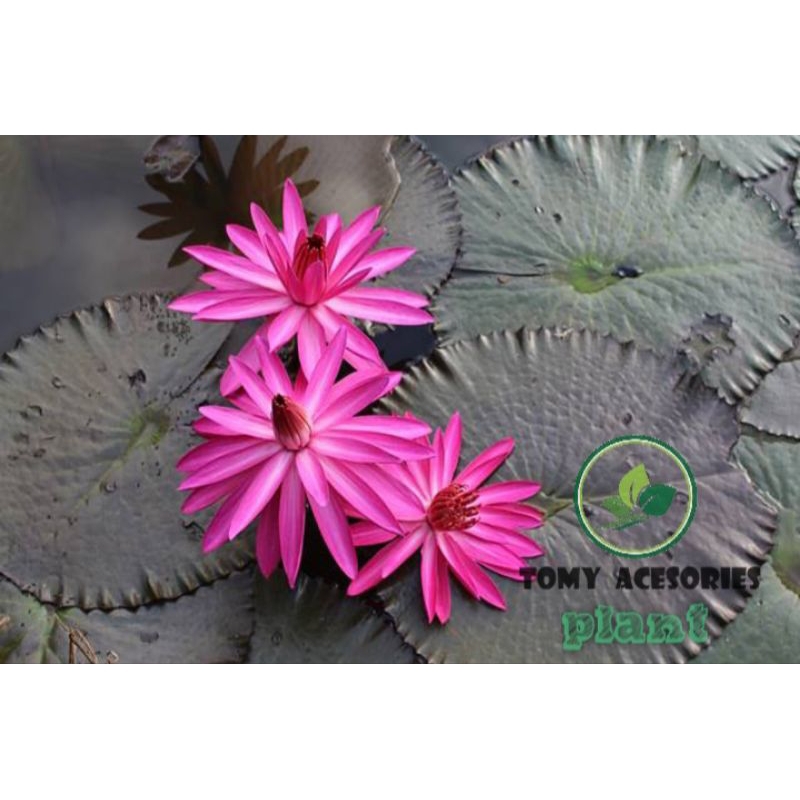 Jual teratai bunga merah maroon beauty night bloomer tanaman air kolam ...