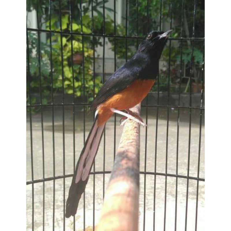 Jual murai batu mh ekor panjang jantan pilihan | Shopee Indonesia