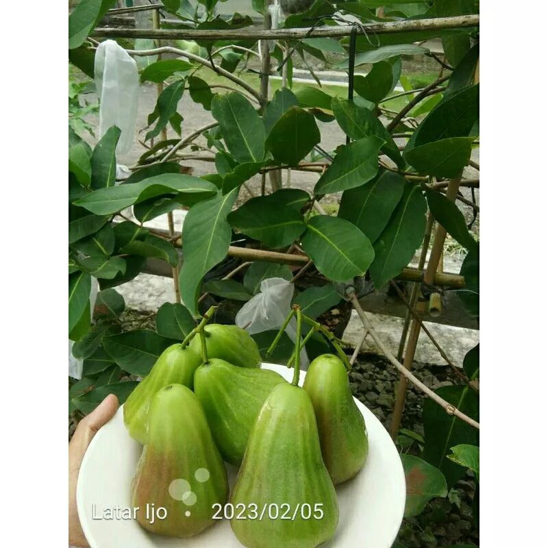 Jual Cangkokan jambu green giant berbuah,berbunga | Shopee Indonesia