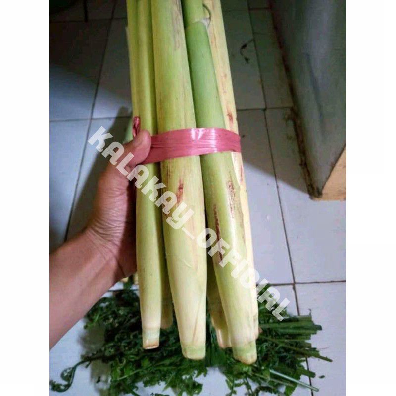 Jual Terubuk Sayur Segar 1kg / Terubus Tebu Telur | Shopee Indonesia