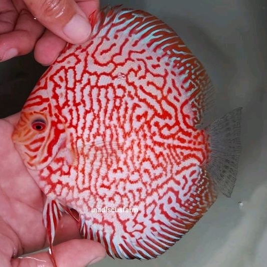 Jual Ikan Discus Tiger Pigeon 4,5" Male | Shopee Indonesia