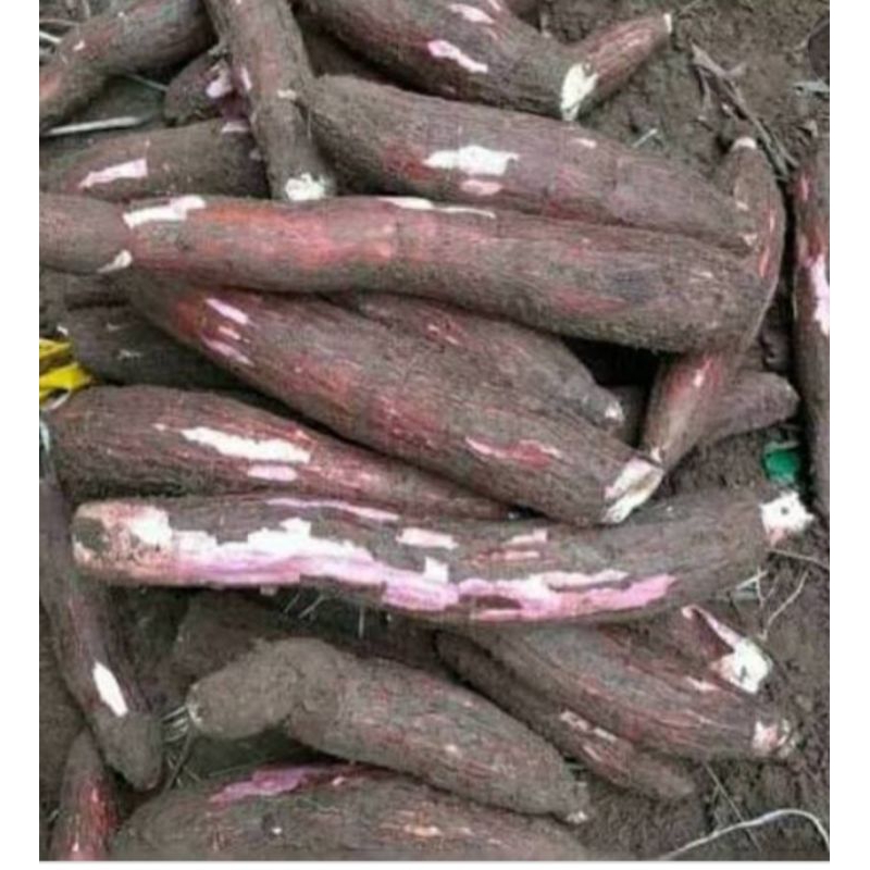 Jual singkong 500gr | Shopee Indonesia