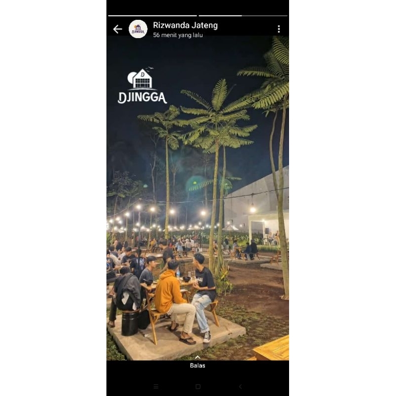 Jual Pohon Pakis Brazil/Solobium Parahiba tinggi 1 m | Shopee Indonesia