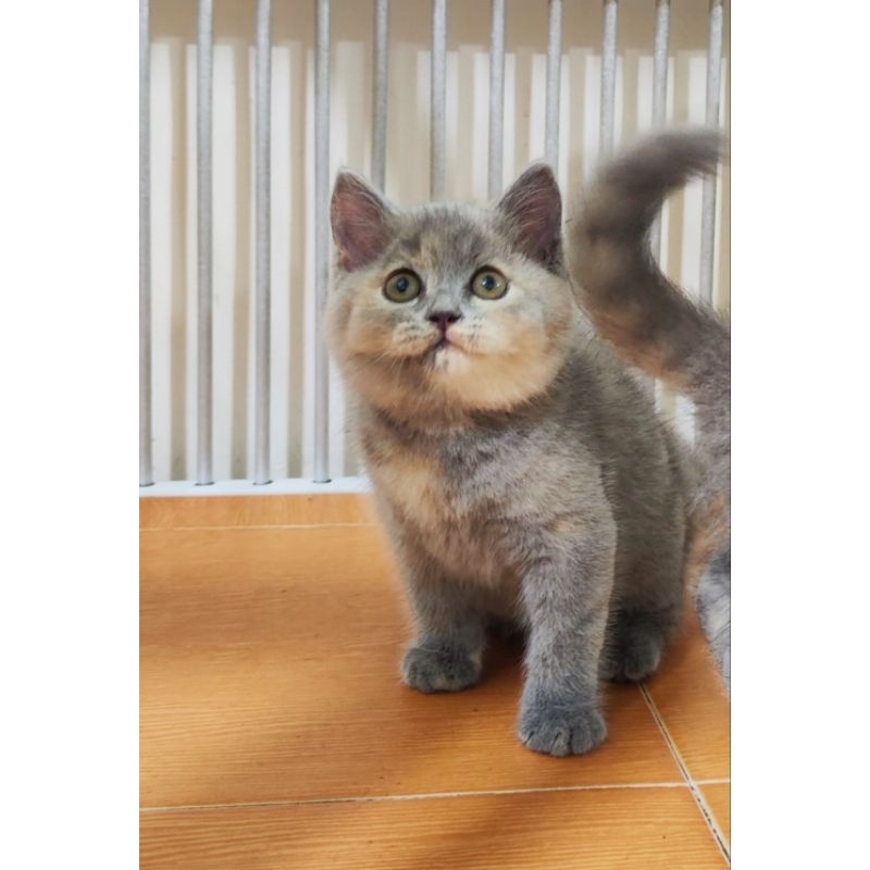 Jual kucing kitten ras british shorthair bsh live | Shopee Indonesia