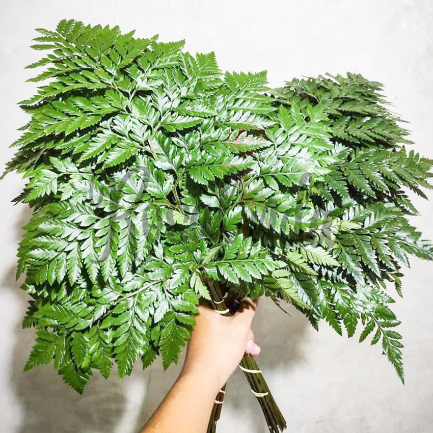 Jual Daun Pakis / Leather Leaf / Daun Potong Segar | Shopee Indonesia