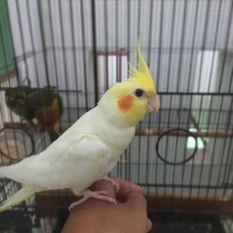 Jual BURUNG FALK FALAK PARKIT AUSTRALIA DEWASA SIAP TERNAK PENGIRIMAN ...