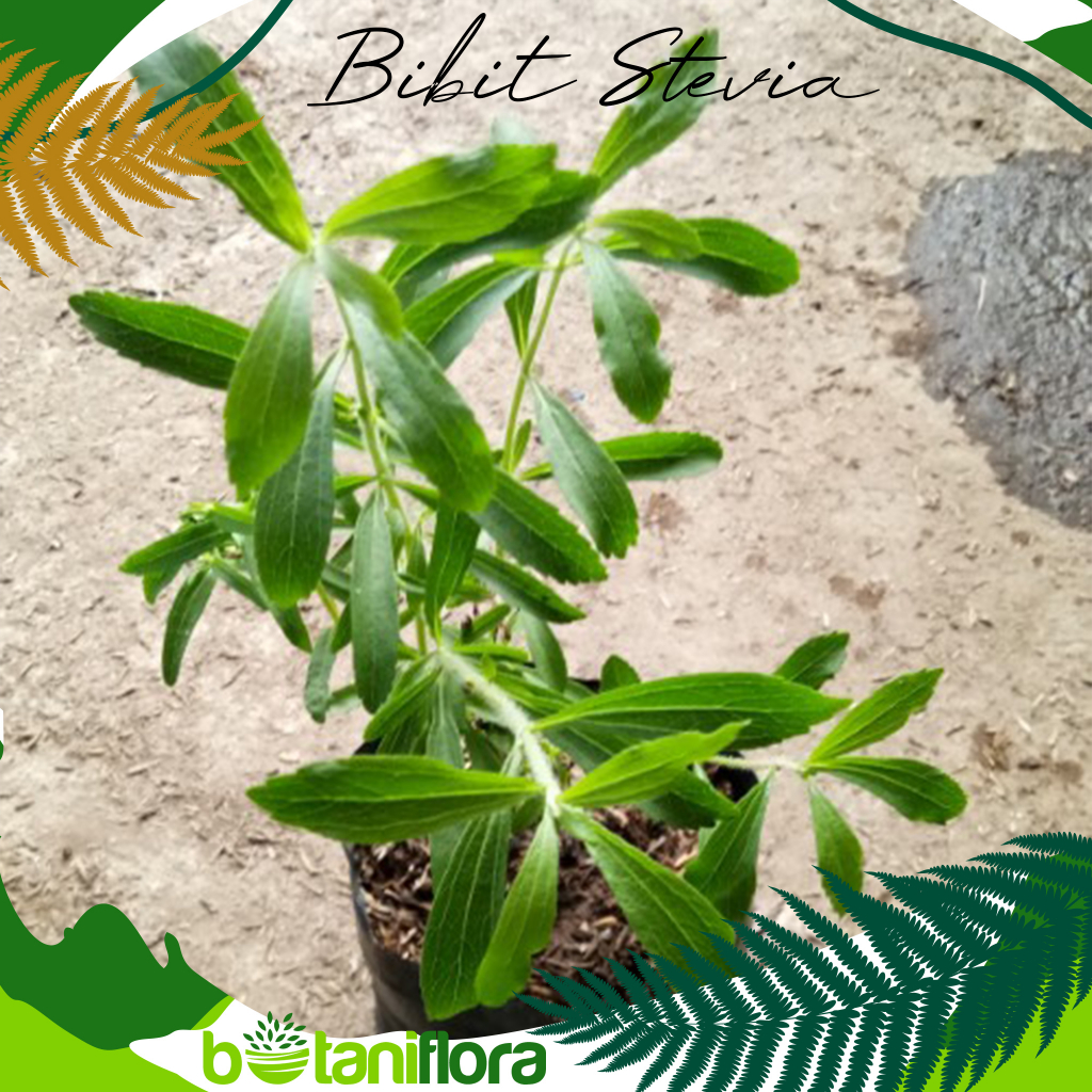 Jual Stevia | Bibit Stevia (Pengganti Gula) | Tanaman Stevia | Pemanis ...