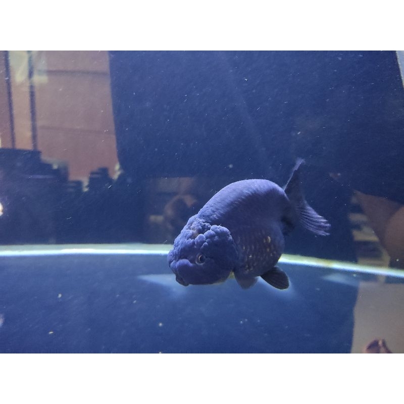 Jual Goldfish Koki Ranchu Impor Thailand | Shopee Indonesia