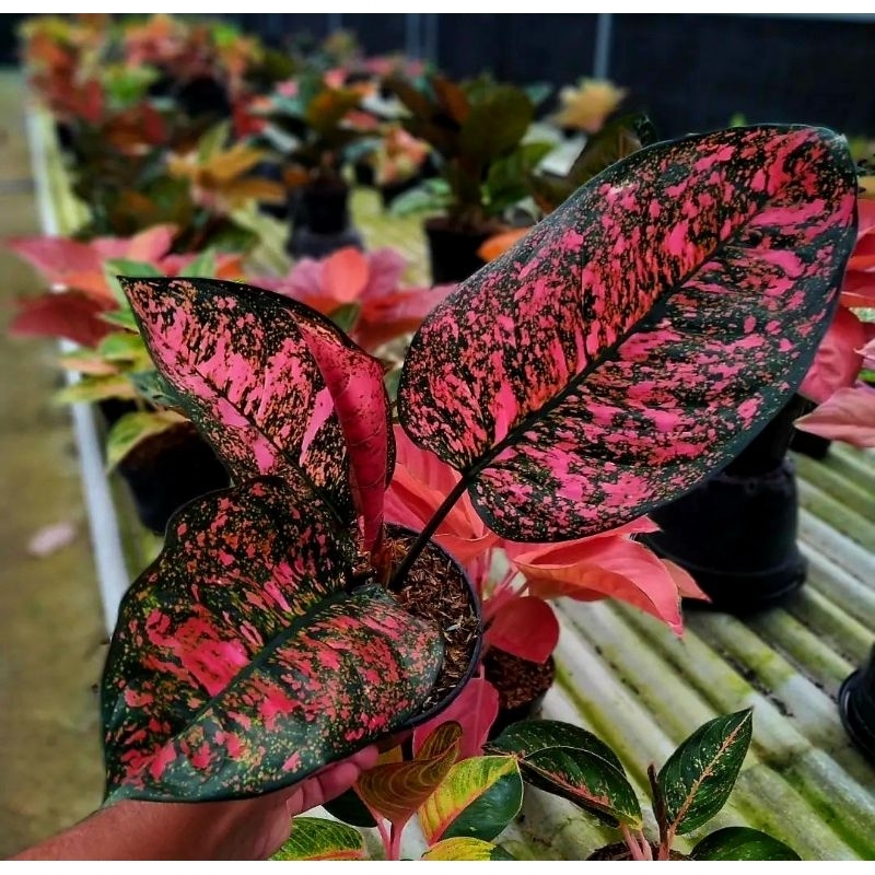 Jual Aglonema Ruby Giant / Tanaman Hias Aglonema Aglaonema Ruby Giant ...