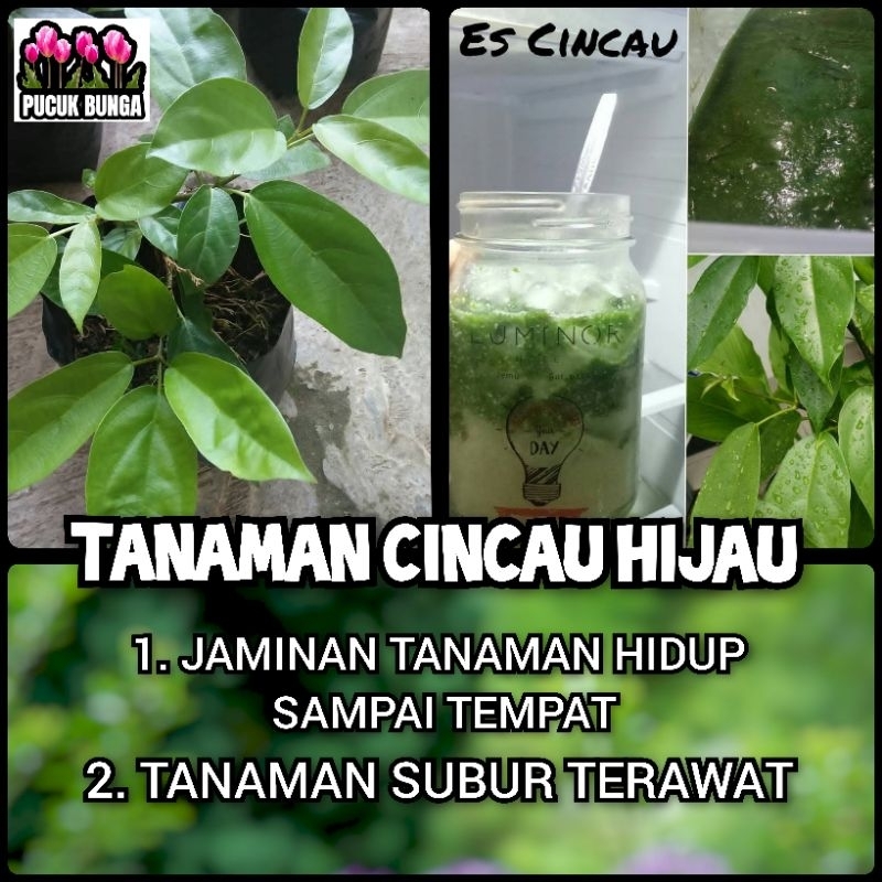 Jual Bibit Pohon Cincau Hijau Bibit Tanaman Herbal Cincau Perdu Daun ...