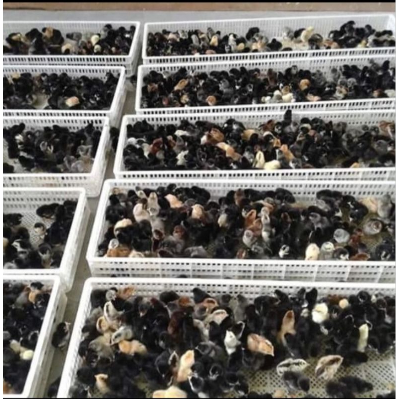 Jual Doc Anak Ayam Kampung KUB 1 Box | Shopee Indonesia