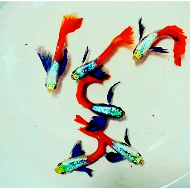 Jual ikan hias guppy PRTDE (platinum red tail dumbo ear)hiasan aquarium,kolam dan aquascape ...