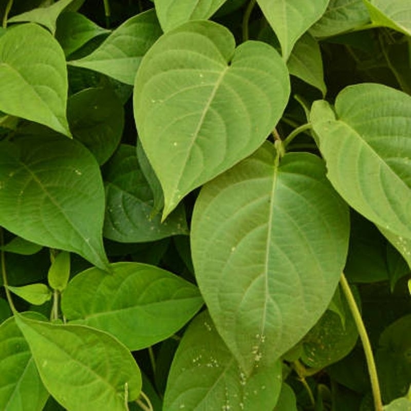 Jual daun sembukan daun simbukan 1kg | Shopee Indonesia