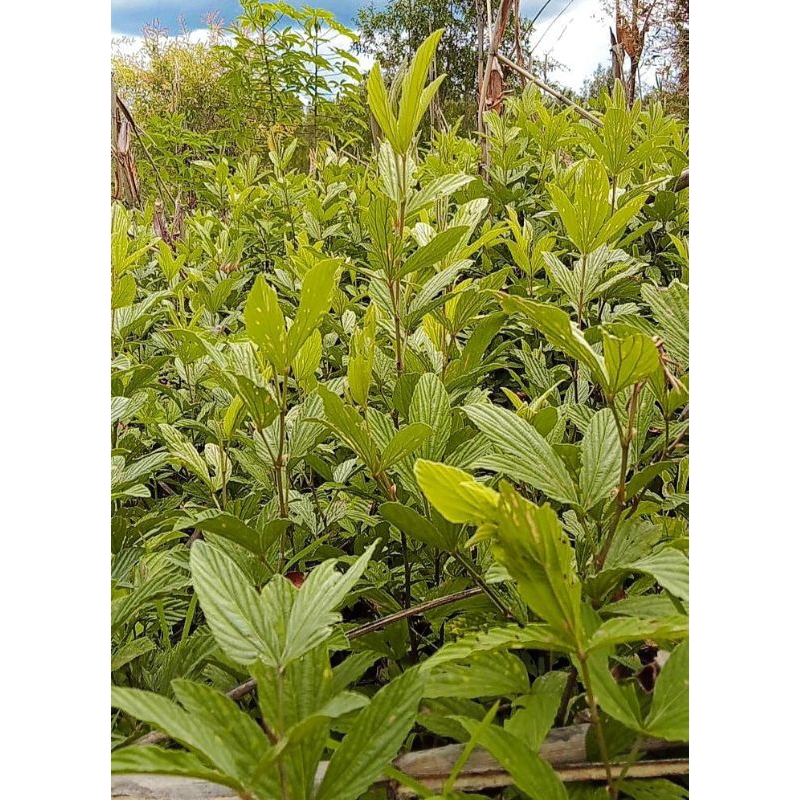 Jual Daun Opo Opo untuk Adat Daun+Batang+Akar,Bisa ditanam 200gr ...