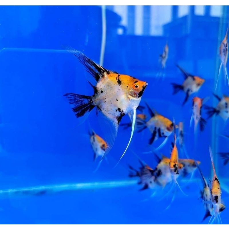 Jual Ikan Layang-Layang / Angelfish / Manfish Red Devil Koi | Shopee ...