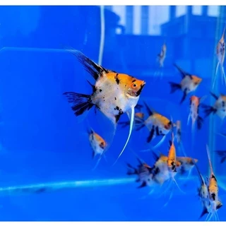 Jual Ikan Red Devil Terlengkap & Harga Terbaru Agustus 2024 | Shopee ...