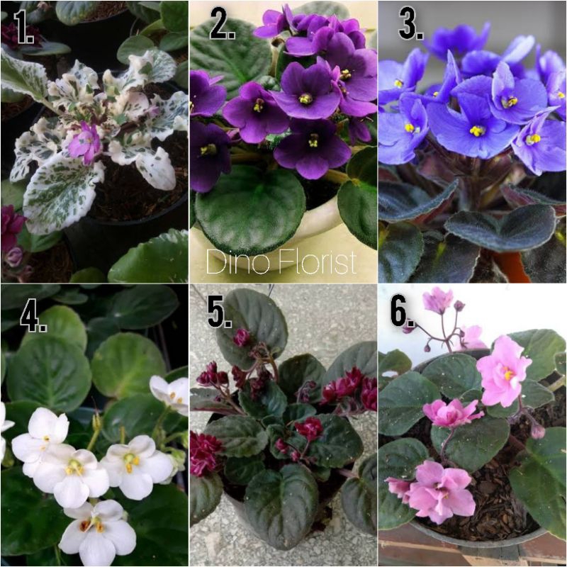Jual Tanaman Hias Bunga African Violet / Violces | Shopee Indonesia