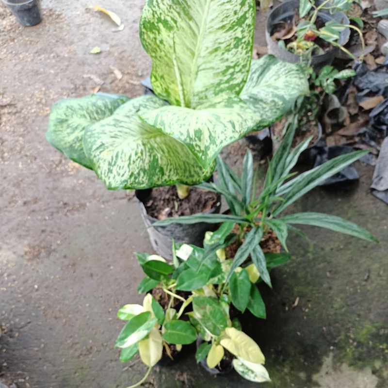Jual Tanaman hias diven anggun ayu,diven bambu dan burlemak varigata ...