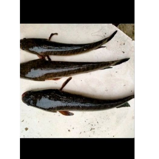 Jual Bibit ikan gabus 15 -20 cm / bibit ikan gabus / ikan gabus ...