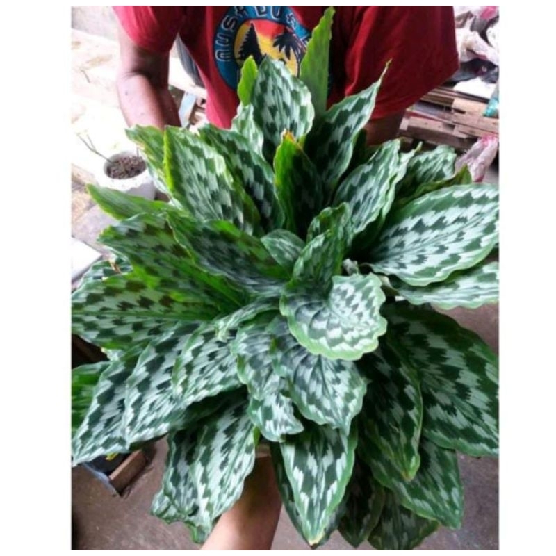 Jual Tanaman Hias Calatea Sayap Elang / chalatea ekor merak | Shopee ...