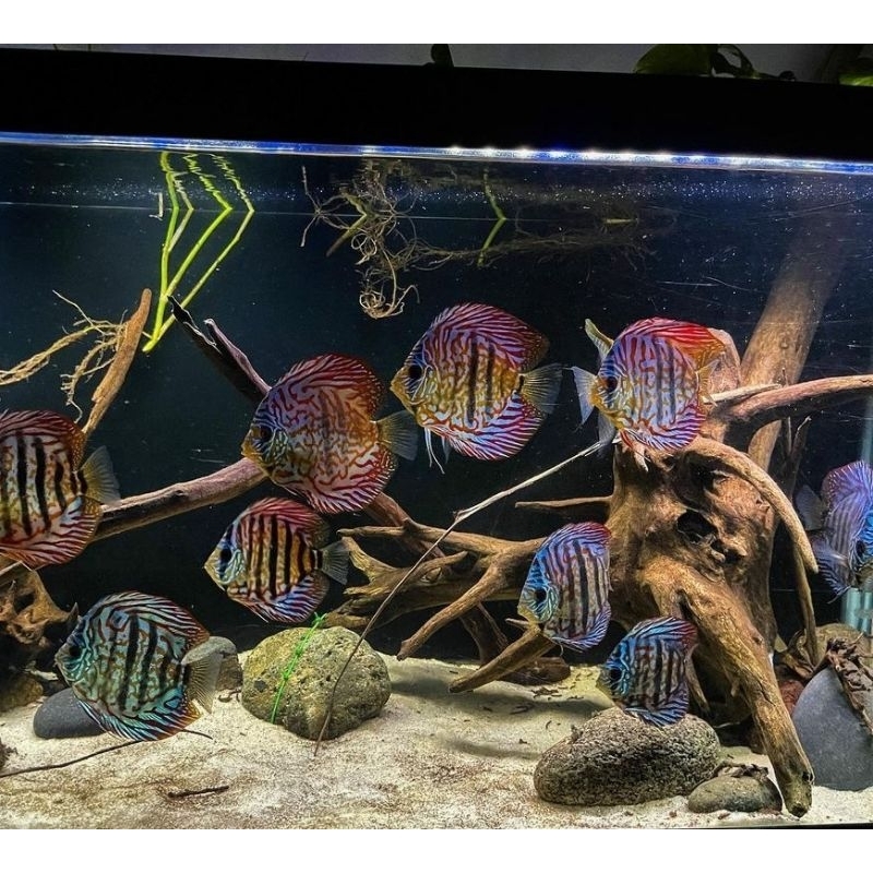 Jual ikan discus indukan ( discus Mozaic ) discus 5 inch | Shopee Indonesia