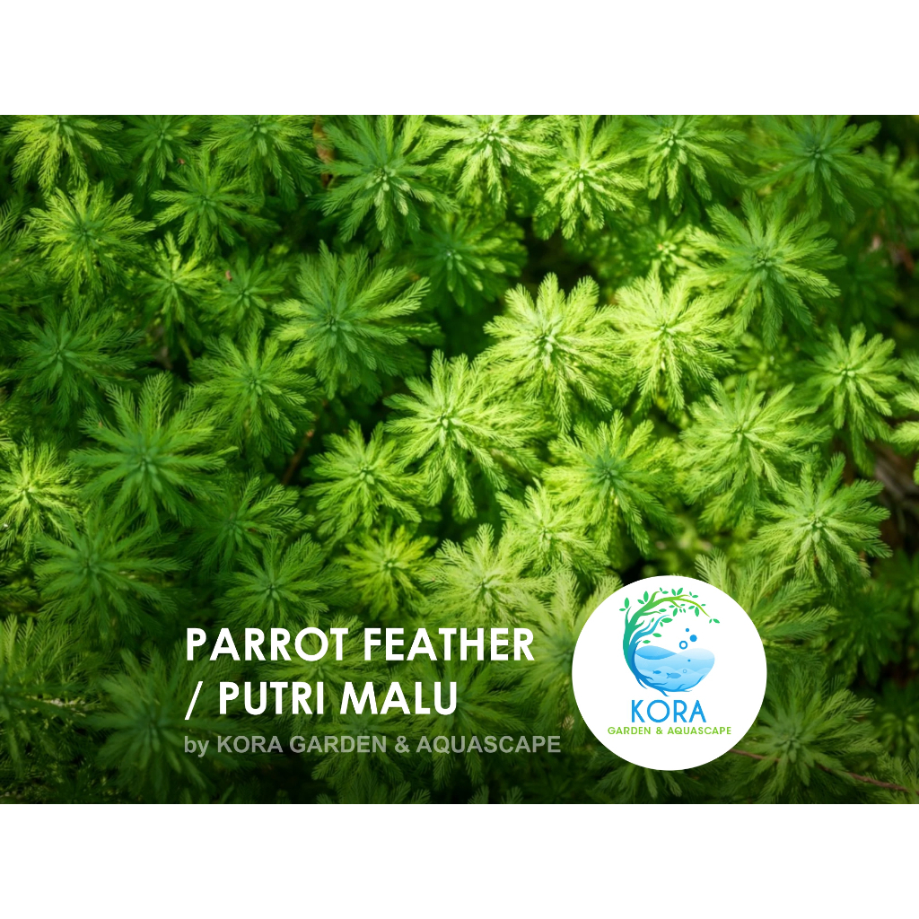 Jual Putri Malu / Parrot Feather - Tanaman Apung / Air / Aquascape ...